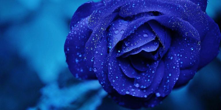 MODRA BARVA, MODROST IN SVEŽINA